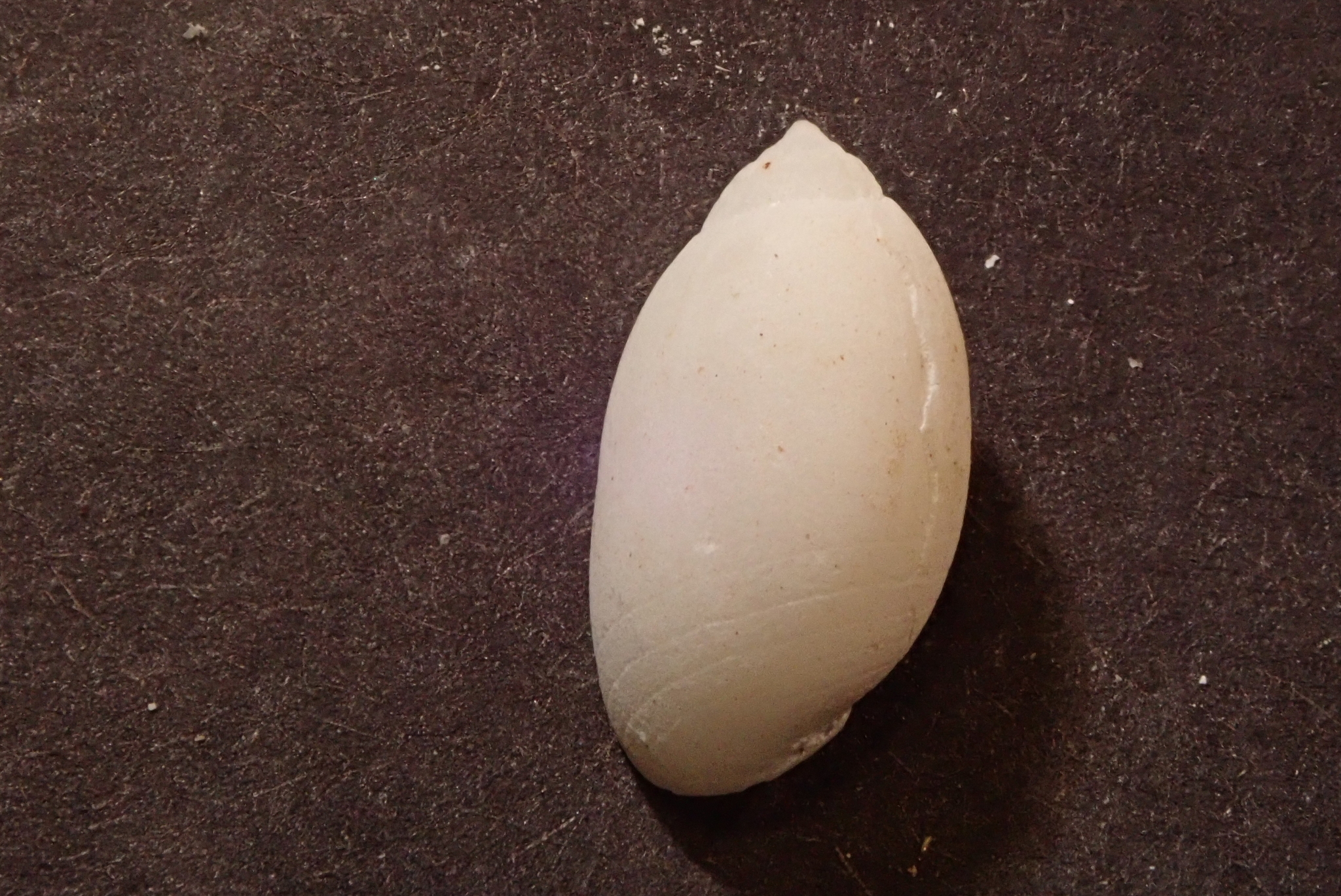 Pupa solidula (Linnaeus, 1758)