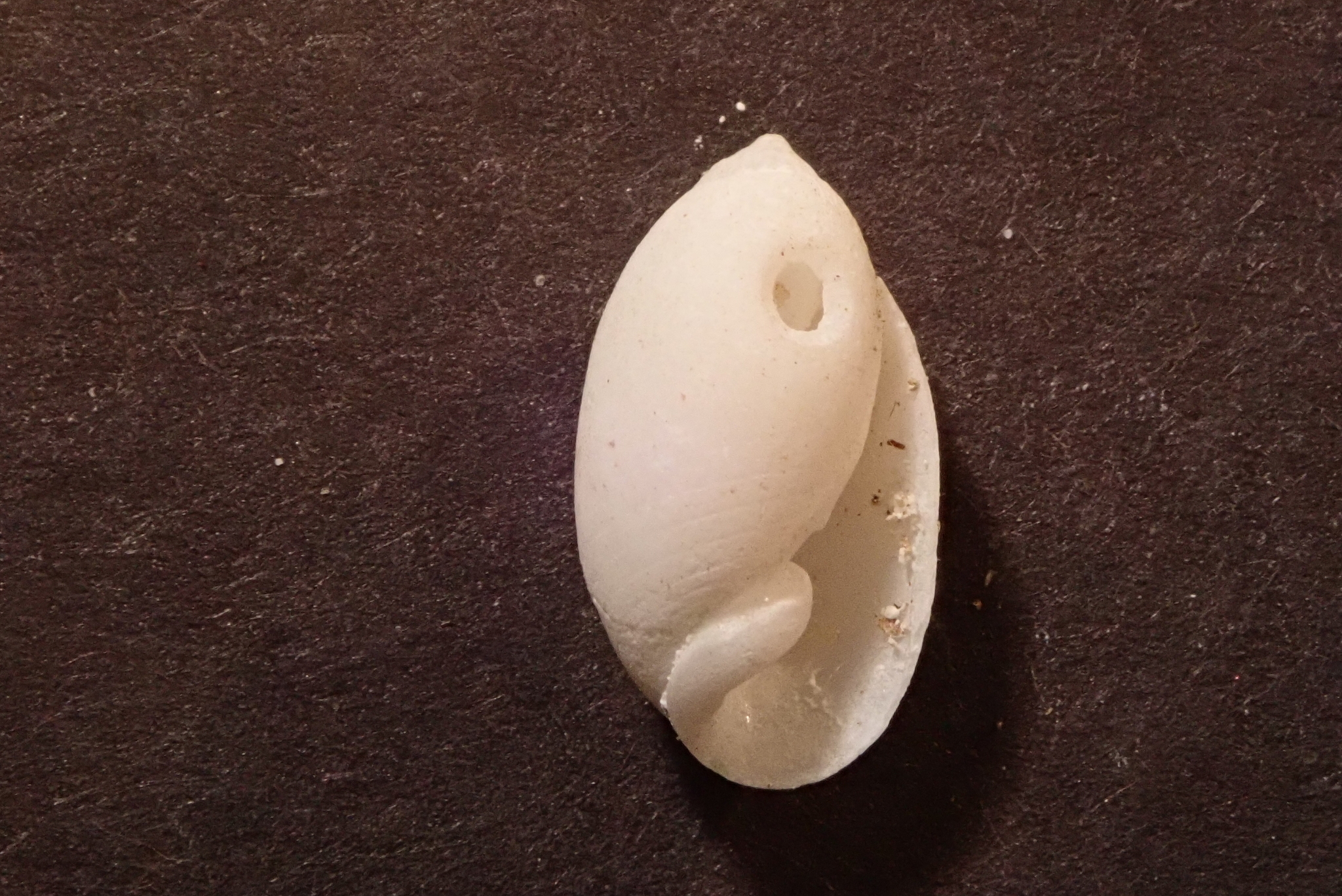 Pupa solidula (Linnaeus, 1758)