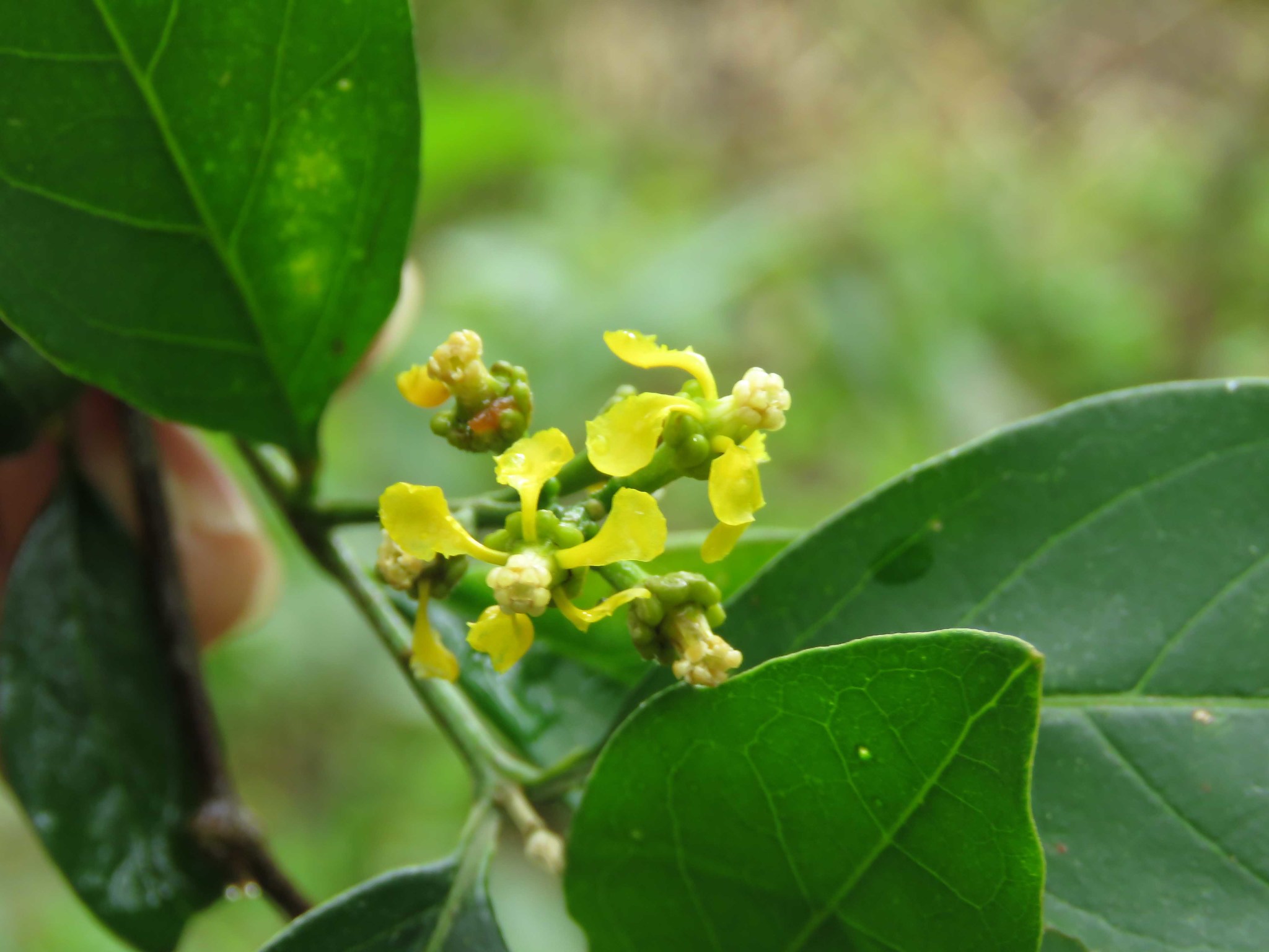 Bunchosia nitida (Jacq.) Rich. ex Juss.