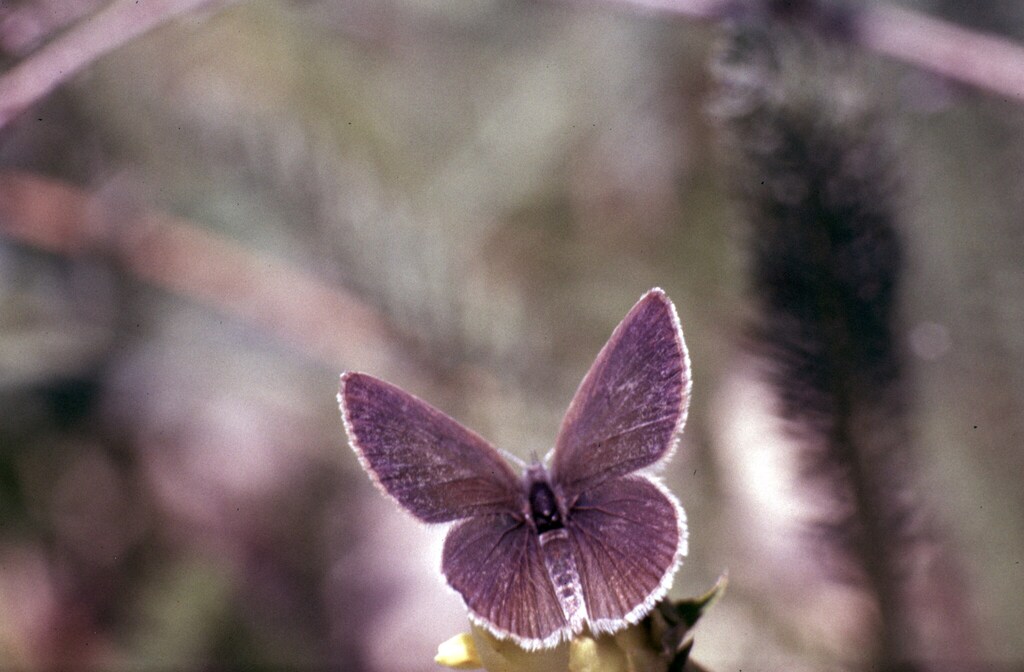 Small Blue from Les Tourrengs, 05170 Orcières, France on July 8, 1982 ...
