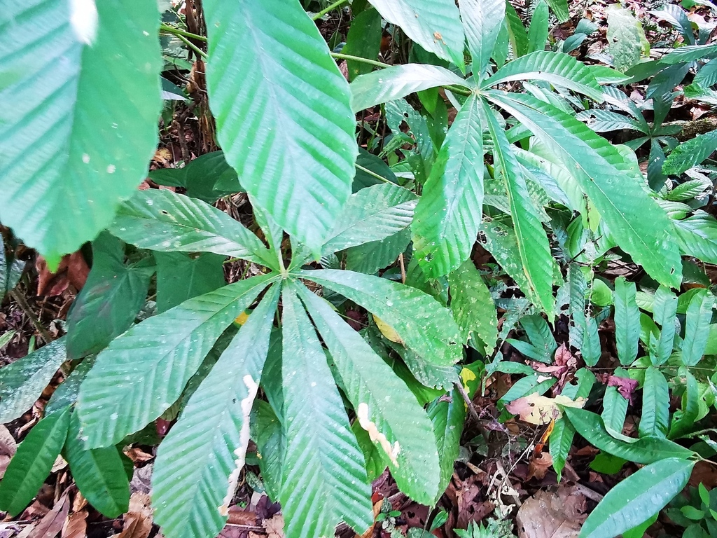 Amazon grape (Pourouma cecropiifolia) - Botanical Realm