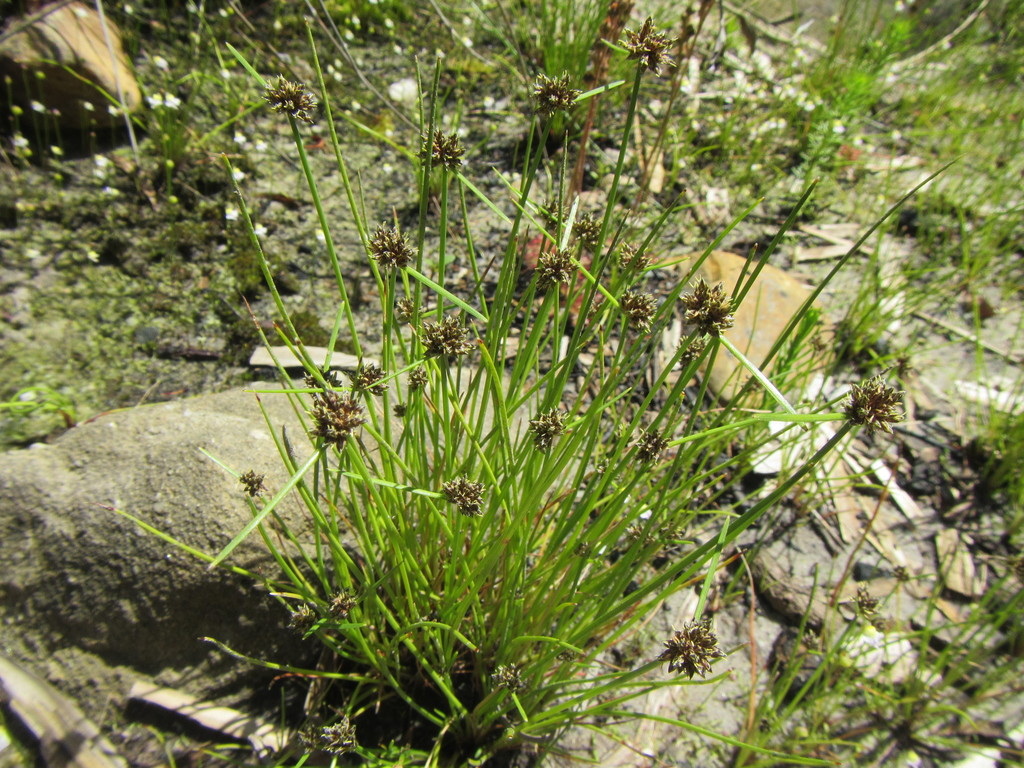 Annual Rush-sedge from Overberg District Municipality, South Africa on ...
