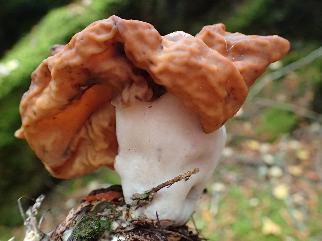 Gyromitra columbiana (Gyromitra (False Morel) species of the USA ...