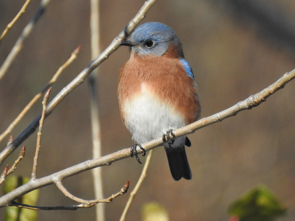 Eastern Bluebird from Stoneham, MA, USA on November 9, 2019 at 12:27 PM ...