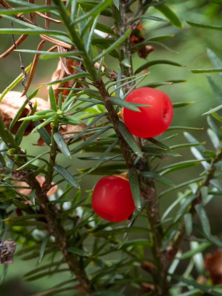 Canadian yew from Pictured Rocks National Lakeshore, Alger, Michigan ...