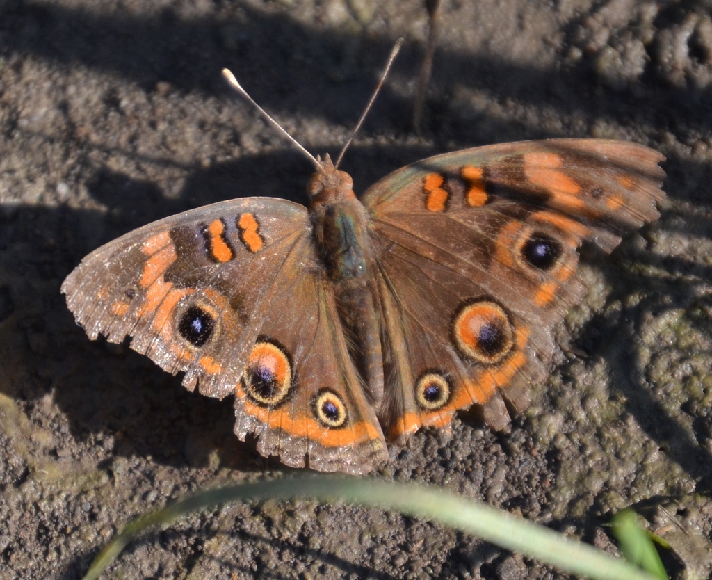 Twintip Buckeye from Bastrop County, TX, USA on November 24, 2016 at 03 ...