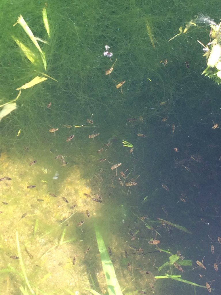 Common Backswimmers from 3384, Wairakei, Waikato, NZ on November 23 ...