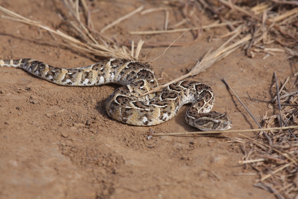 Puff Adder in March 2009 by Cat Abbott · iNaturalist