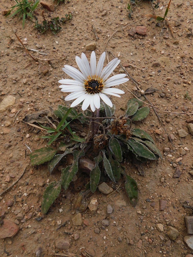 sunflowers, daisies, asters, and allies from Greyton, 7233, South ...