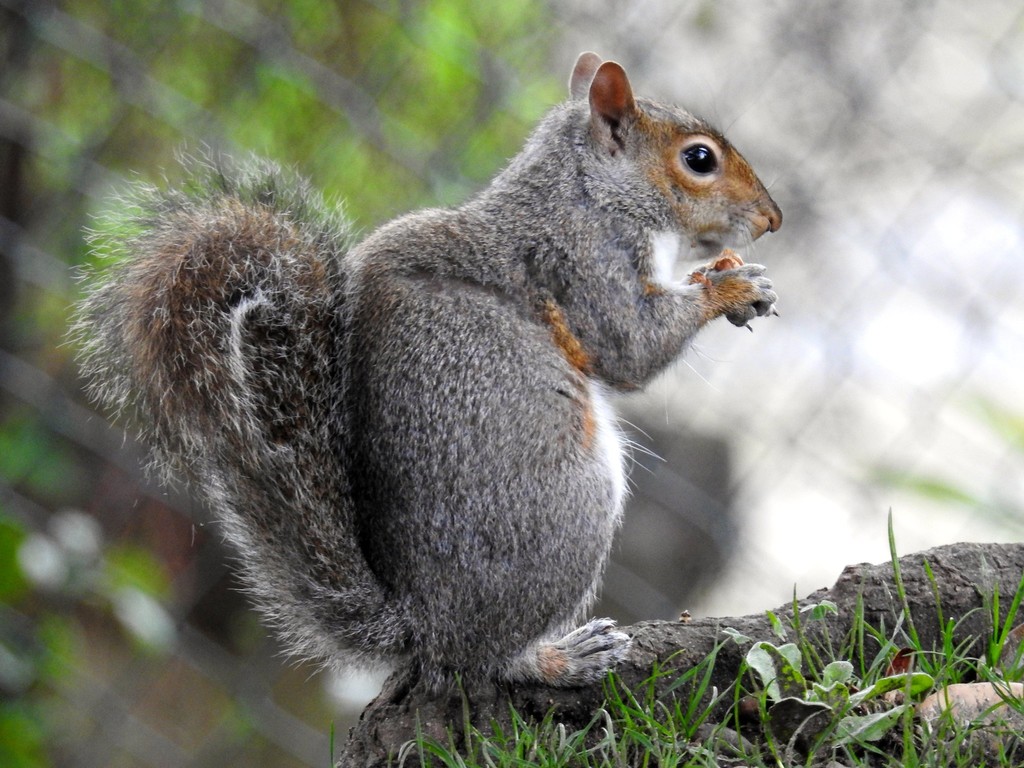 Eastern Gray Squirrel from 22021 Bellagio CO, Italia on April 15, 2018 ...