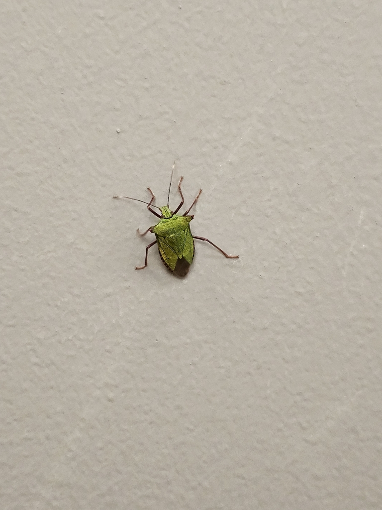 Japanese Stink Bug from 060-0063, Japan on August 31, 2025 at 09:18 PM ...