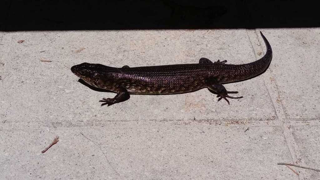 King's Skink from Perth WA, Australia on November 01, 2019 at 05:38 PM ...
