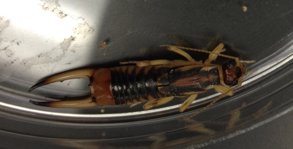 Shore Earwig from Shalimar, FL 32579, USA on November 14, 2016 at 10:29 ...