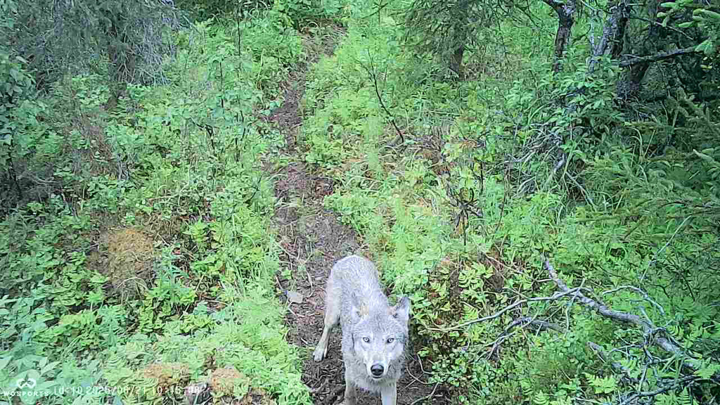 Gray Wolf in June 2025 by Matt Muir. At least two wolves, captured from ...