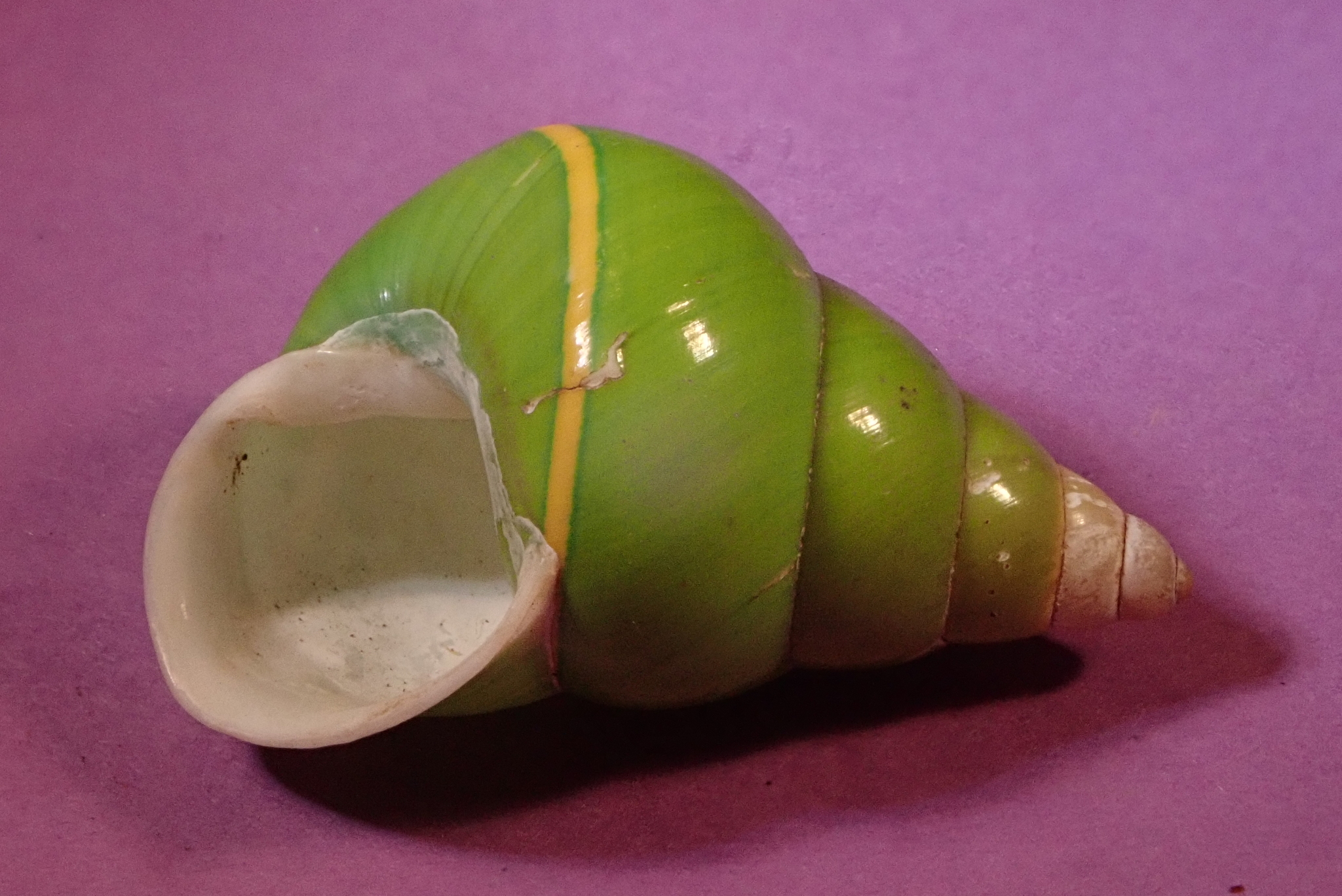 Papustyla pulcherrima (I.Rensch, 1931)