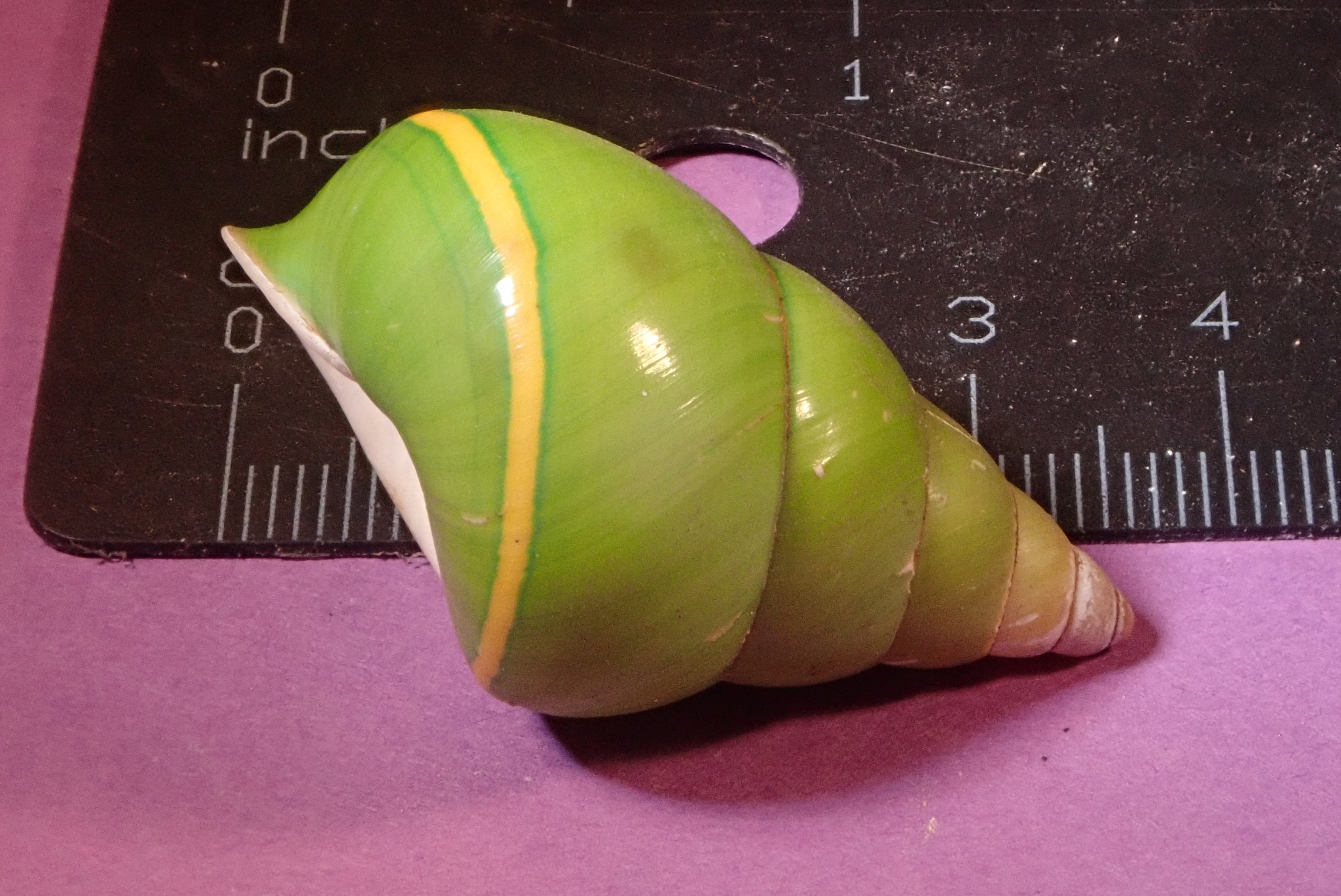 Papustyla pulcherrima (I.Rensch, 1931)