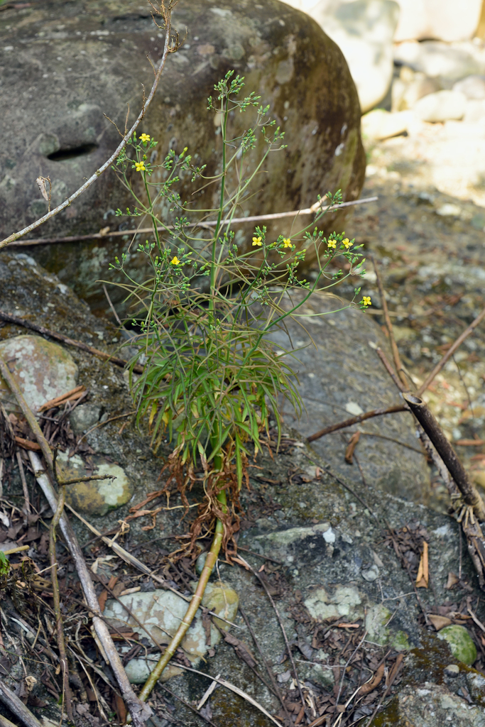 (Kalanchoe ceratophylla) - Botanical Realm