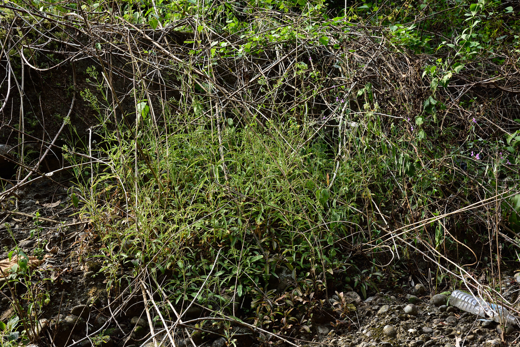 (Kalanchoe ceratophylla) - Botanical Realm