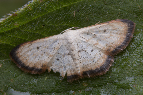 Scopula usticinctaria · iNaturalist