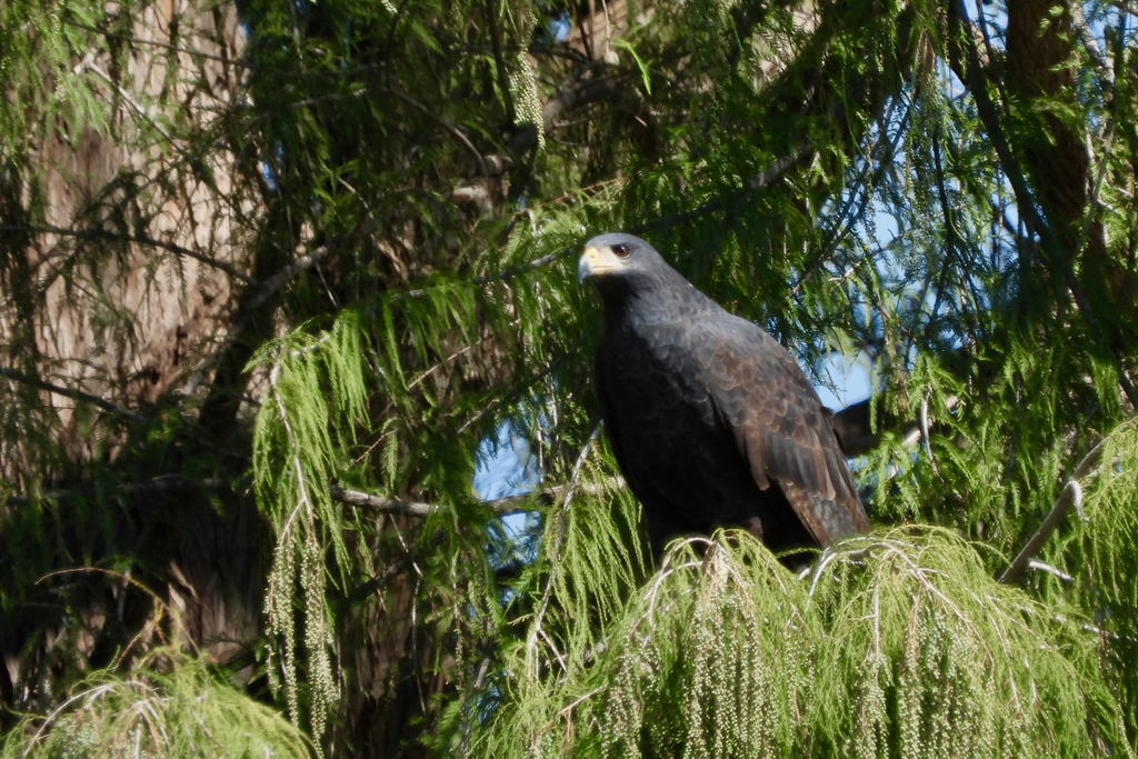 Great Black Hawk from Lerdo, Dgo., México on November 10, 2019 at 02:09 ...