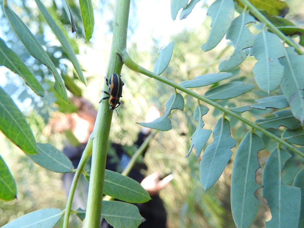 Beautiful Clown Weevil from Grand Isle, LA, USA on November 9, 2019 by ...