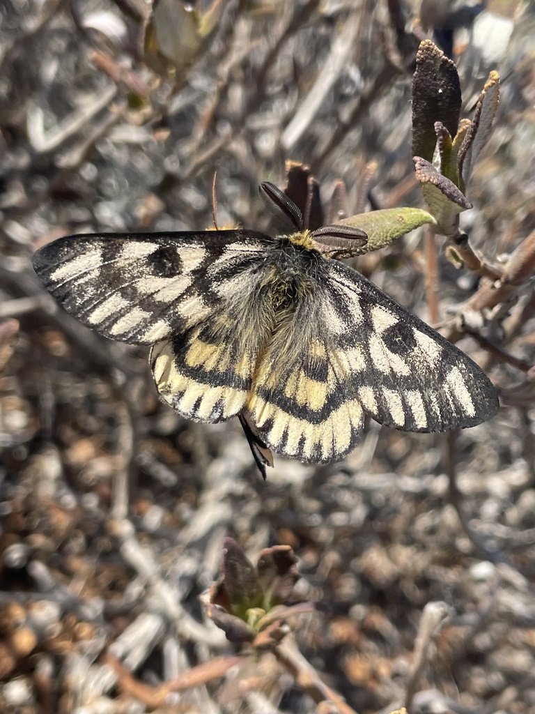 Western Sheep Moth in August 2025 by Alexander Harman, Ph. D. · iNaturalist
