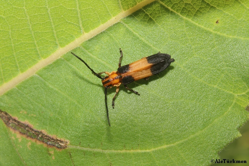 Pannychis sericea from Xalisco, Nay., México on October 9, 2019 at 09: ...