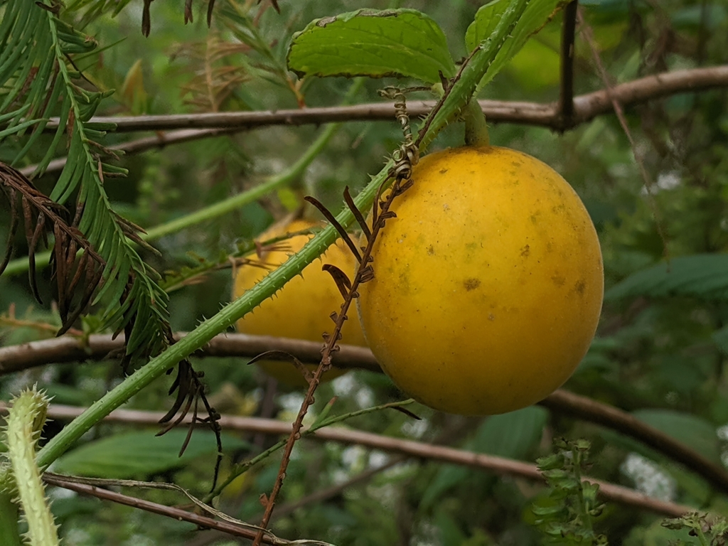 dudaim melon (Cucumis melo dudaim) - Botanical Realm