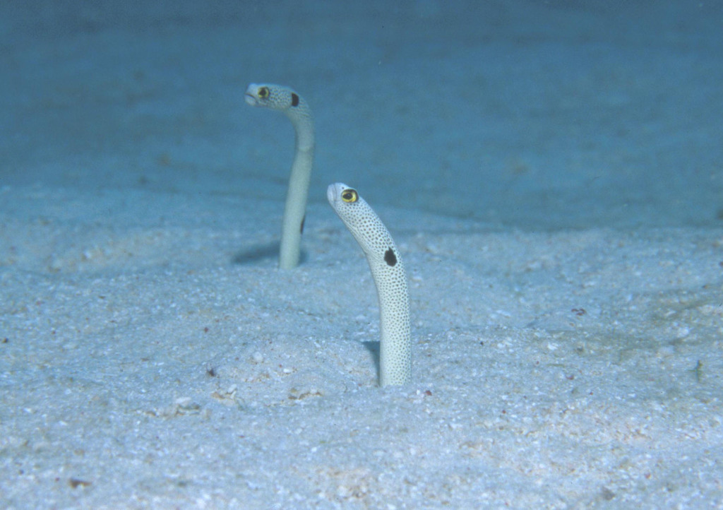 Spotted Garden Eel (Heteroconger hassi) - Marine Life Identification