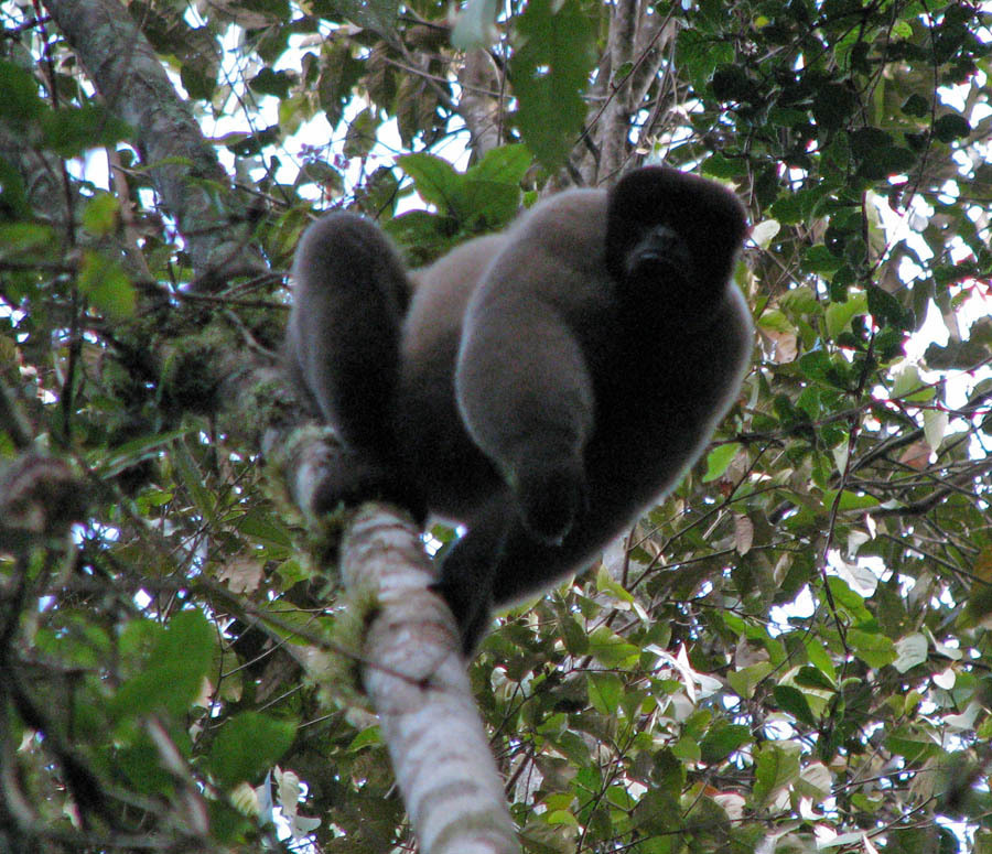 Common Woolly Monkey in February 2008 by Paul Donahue · iNaturalist