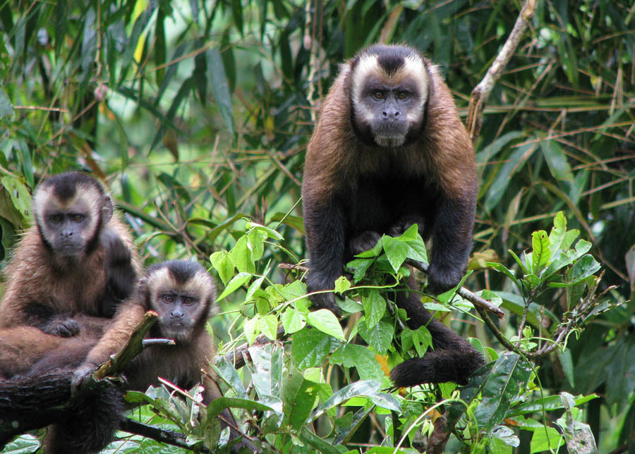 Capuchins (Cebinae) - Know Your Mammals