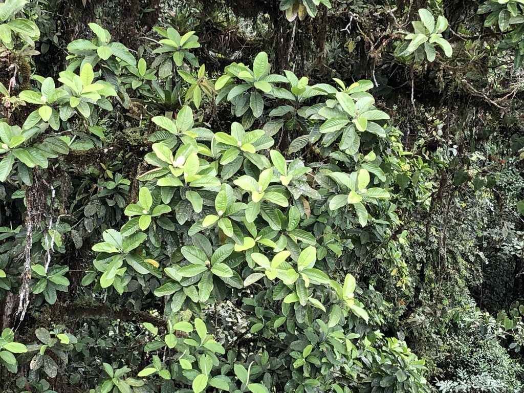 Magnolia mashpi from Quito, Pichincha, EC on November 9, 2019 at 10:52 ...