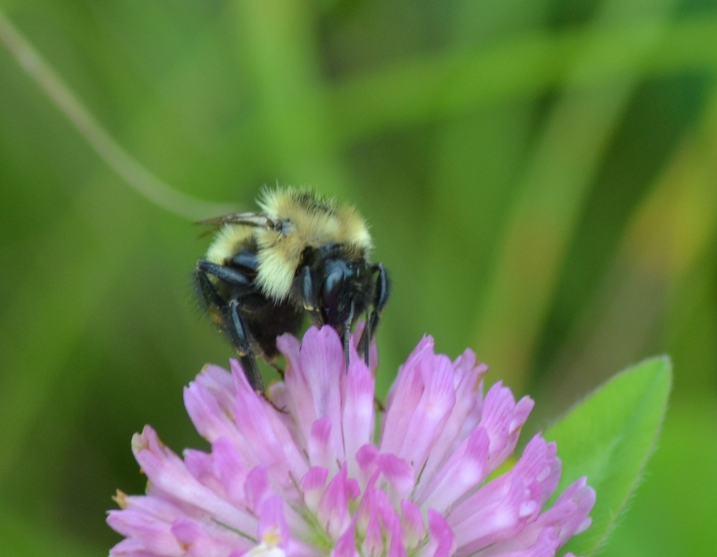 Half-black Bumble Bee in September 2016 by Joseph D Kurtz · iNaturalist
