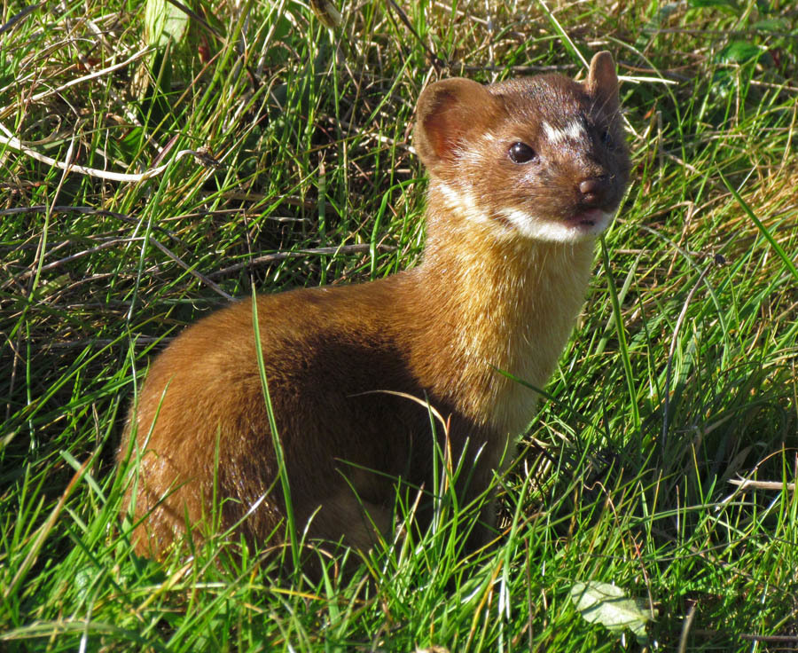 Long-tailed Weasel from Tomales Point, Point Reyes National Seashore ...