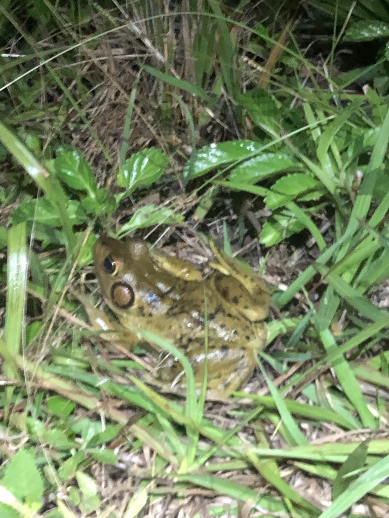 Pig Frog from Everglades National Park, Homestead, FL, US on November ...