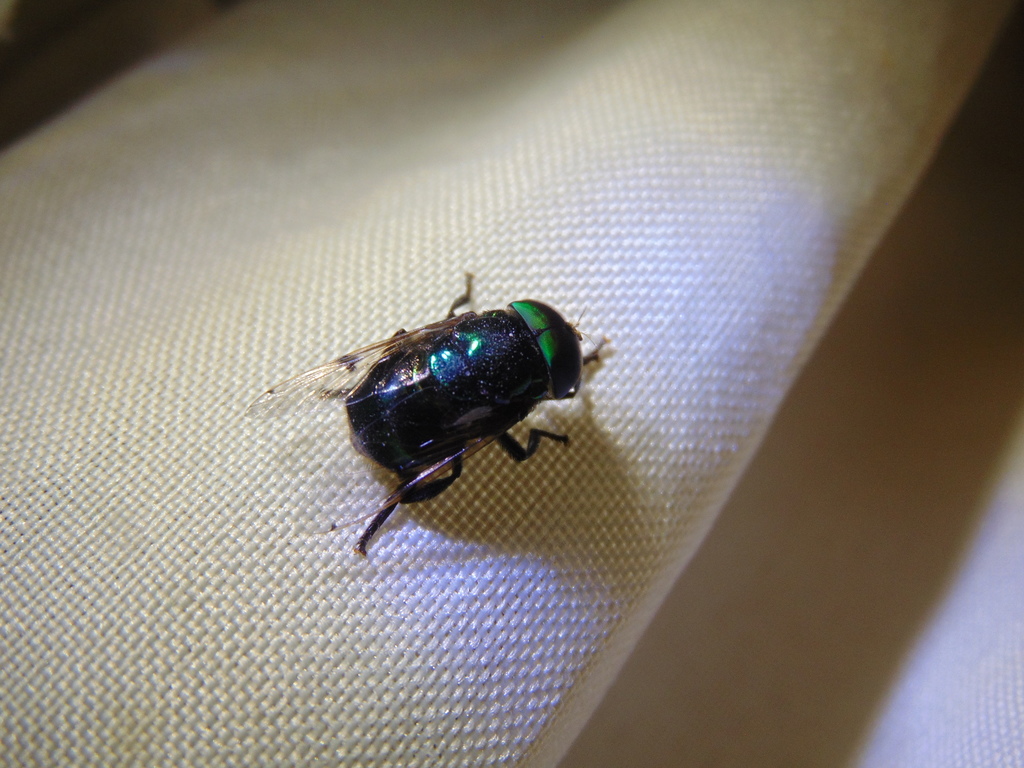 Green Jewel Fly from Chinampas, Jal., México on November 10, 2019 at 08 ...