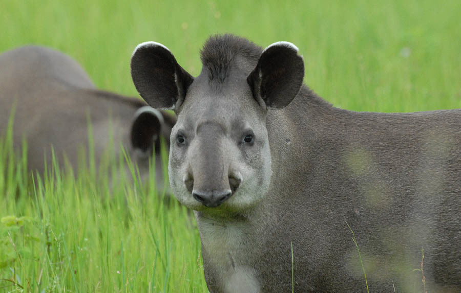 South American Tapir (Tapirus terrestris) - Know Your Mammals