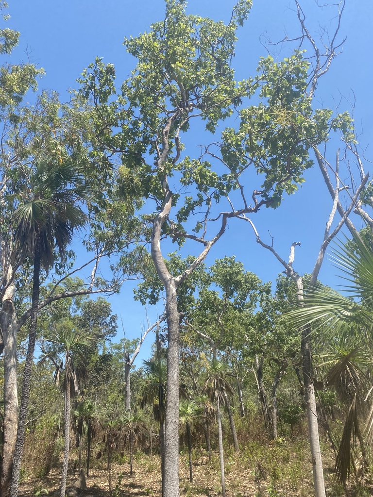 Broad-leaved Carbeen from Garig Gunak Barlu National Park, Cobourg, NT ...