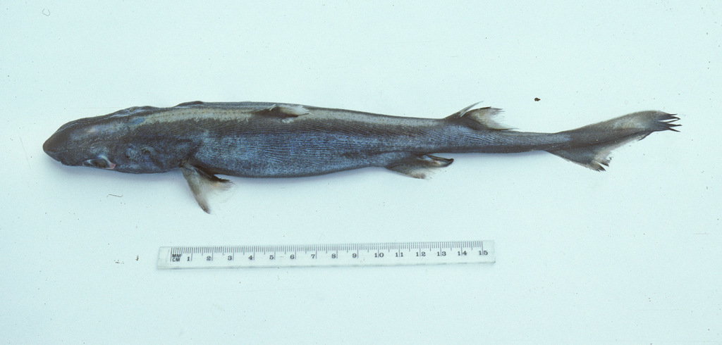 Blackbelly Lanternshark (Etmopterus lucifer) - Marine Life Identification