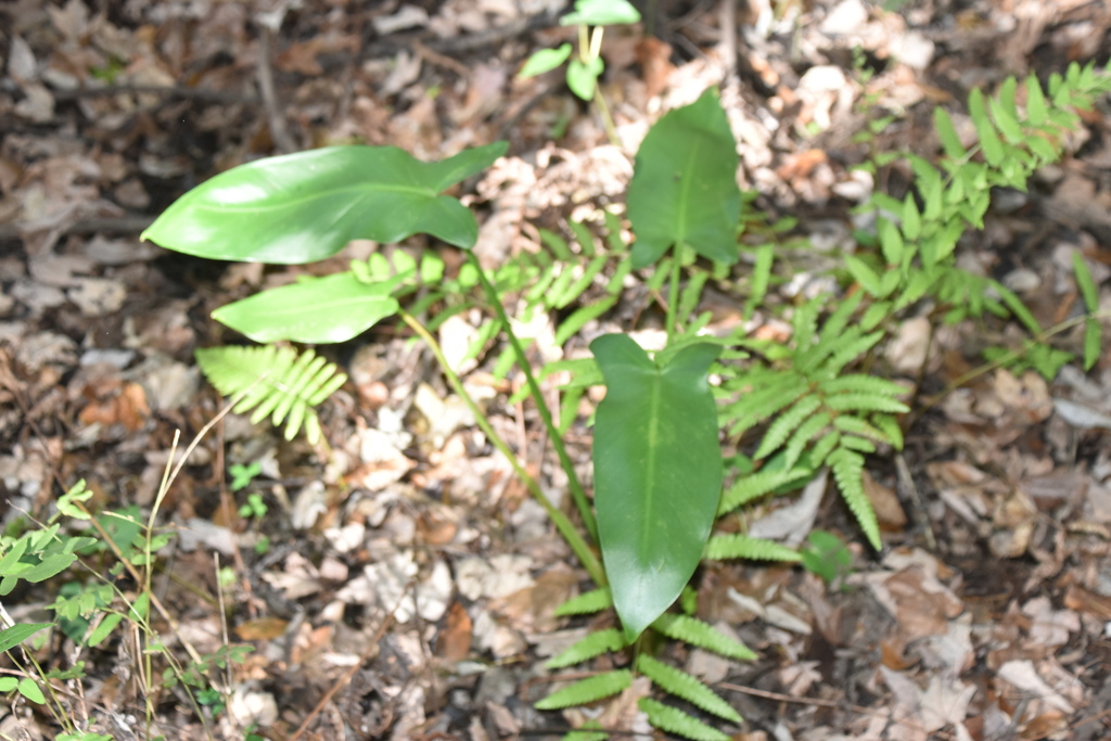 Arrow Arums from crooked lake wea on November 10, 2019 by Tom Palmer ...