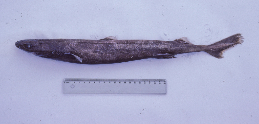 Slender Lanternshark (Etmopterus pusillus) - Marine Life Identification
