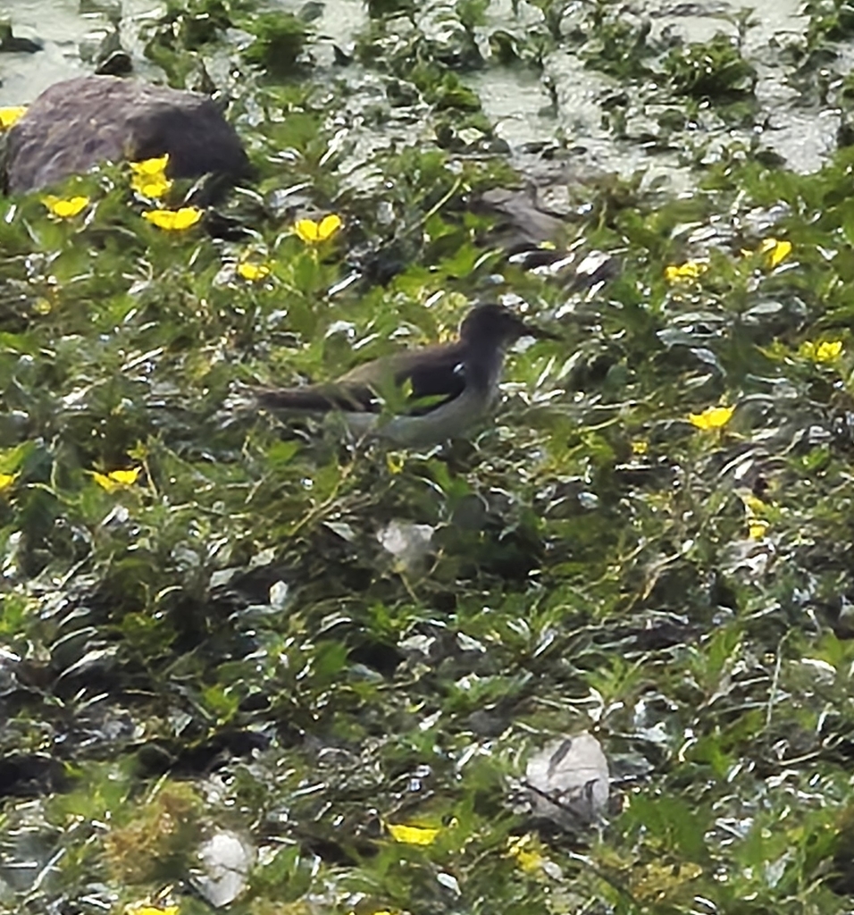 Spotted Sandpiper from Seventh Avenue, Newark, NJ, USA on September 1 ...
