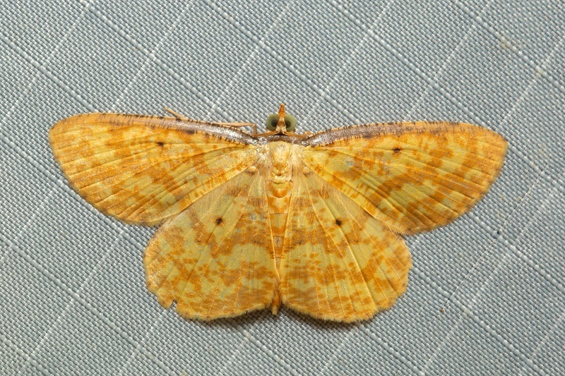 Synegia asymbates from Kinabalu Park, 89300 Kundasang, Sabah, Malaysia ...