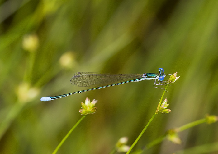 Sphagnum Sprite (Dragonflies and Damselflies of Alabama) · iNaturalist