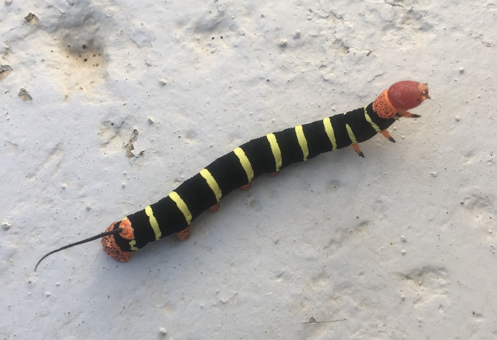Tetrio Sphinx from St. Thomas Island, St Thomas, VI, US on November 04 ...