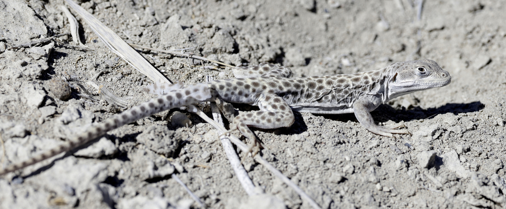Long-nosed Leopard Lizard from Pershing County, NV, USA on August 11 ...