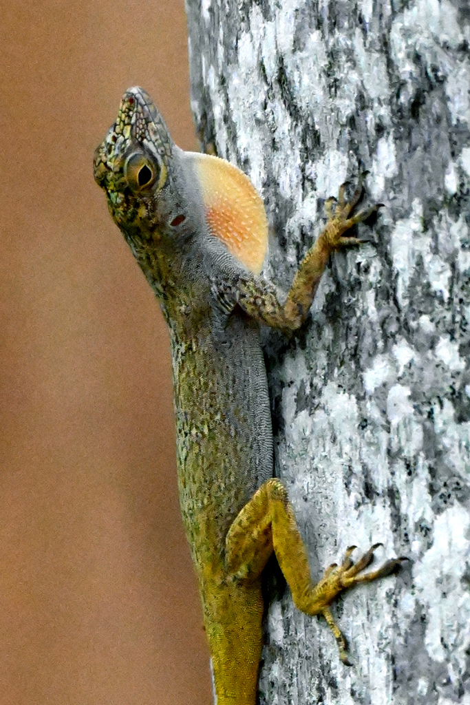 Bark Anole from West End, FL, USA on September 1, 2025 at 10:45 AM by ...