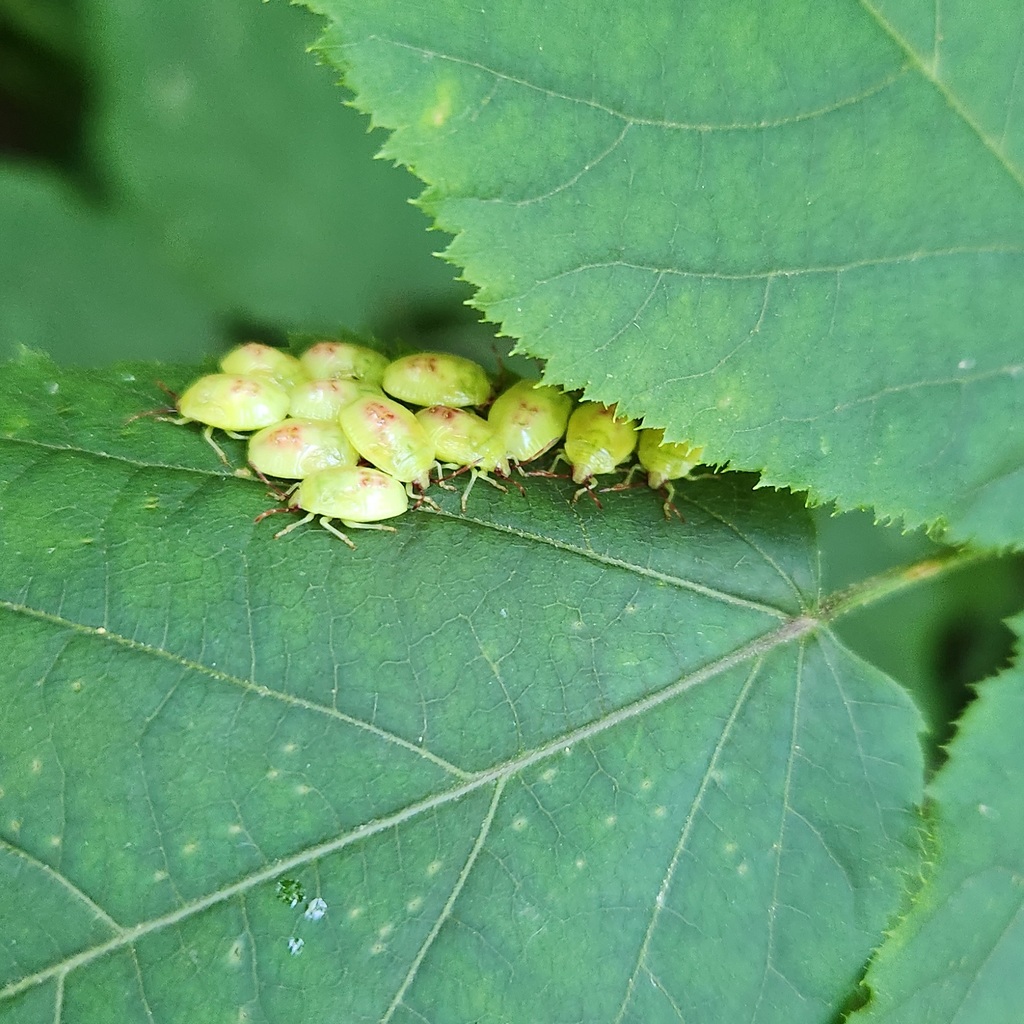Hercules club stink bug from Wood County, WI, USA on September 1, 2025 ...