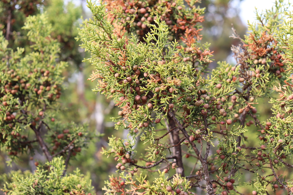 redberry juniper from Kimble County, TX, USA on November 10, 2019 at 10 ...