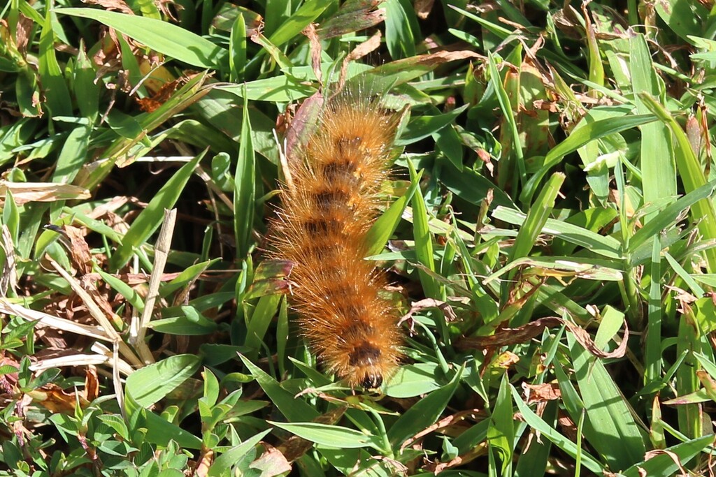 Salt Marsh Moth from Henrico County, VA, USA on September 1, 2025 at 11 ...